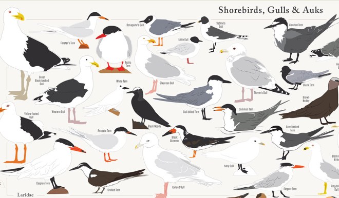 Infographic: 730 North American Birds In A Single Chart – Michael ...