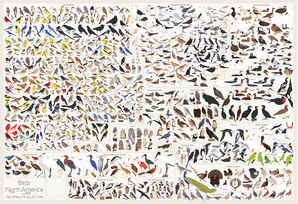 Infographic: 730 North American Birds In A Single Chart – Michael ...