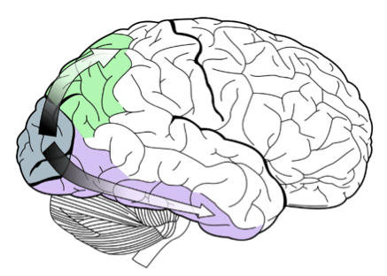 Storytelling with Data: Our Brains Crave Structure + Love Oddballs ...