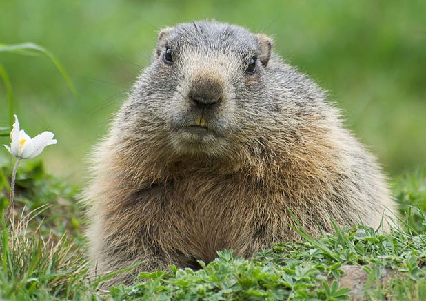 Infographic: Groundhogs Day by Madison Townend (Whitlock) – Michael ...