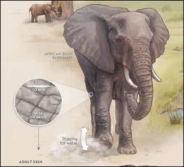 Infographic: Why African Elephants Appear Wrinkled – Michael Sandberg's ...