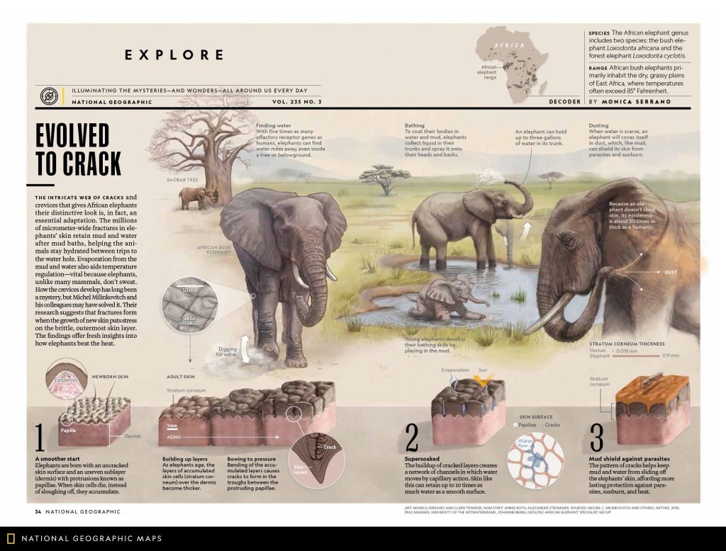 Infographic: Why African Elephants Appear Wrinkled – Michael Sandberg's ...