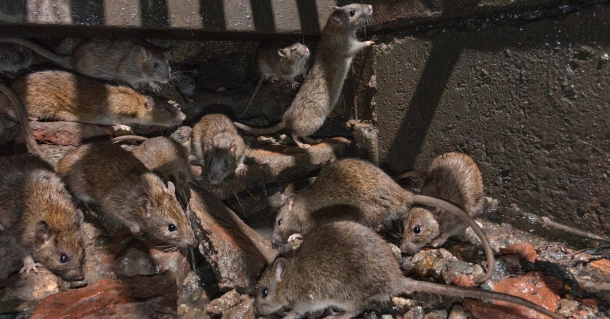 DataViz: Rats in the City (National Geographic) – Michael Sandberg's ...
