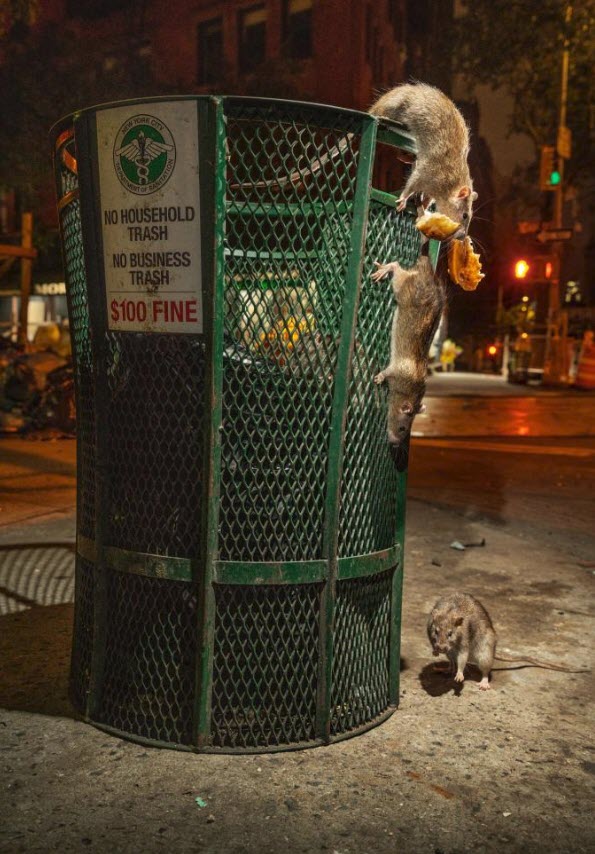 DataViz: Rats in the City (National Geographic) – Michael Sandberg's ...